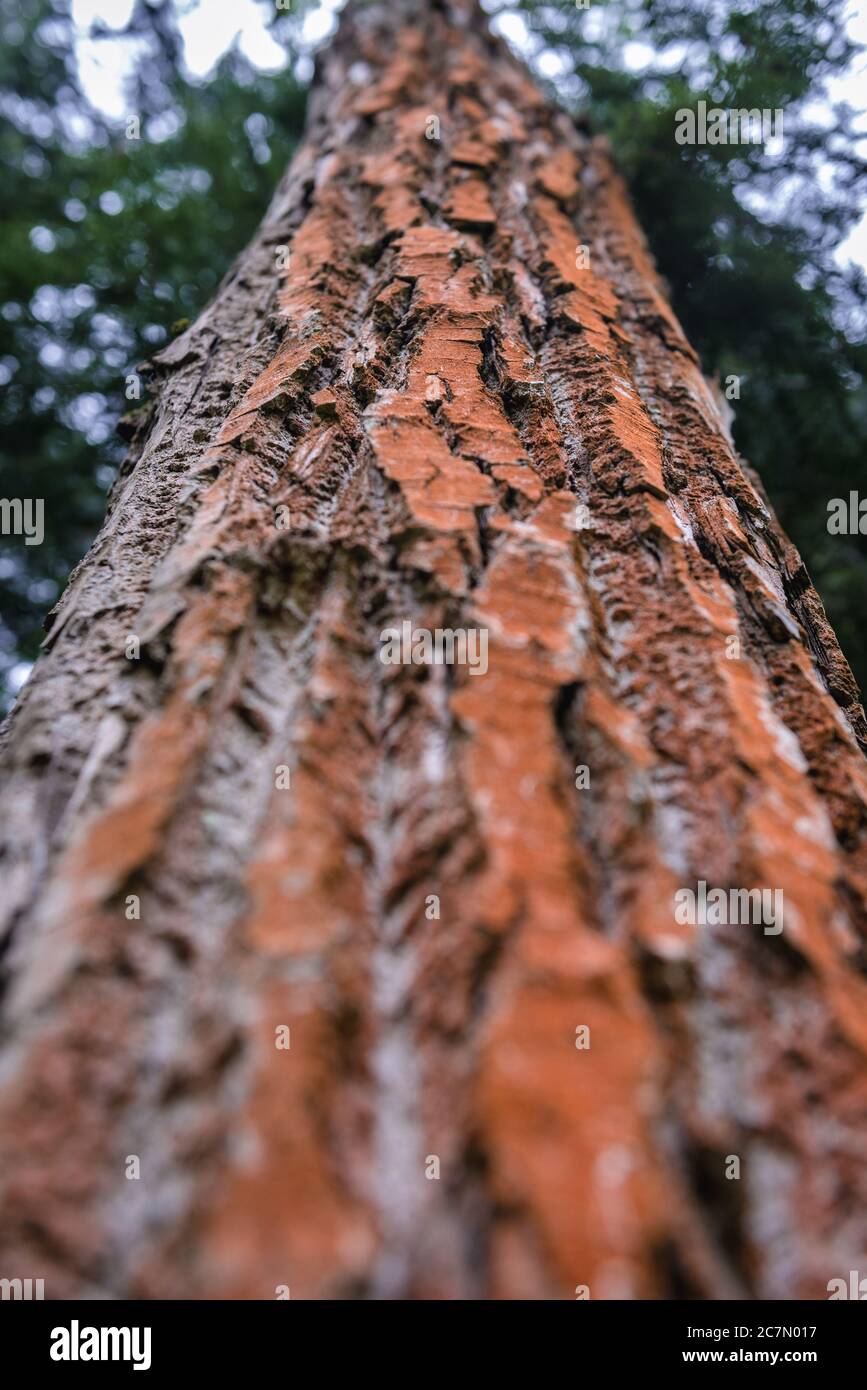 Close up on Populus wilsonii trunk, commonly called Wilson poplar Stock ...