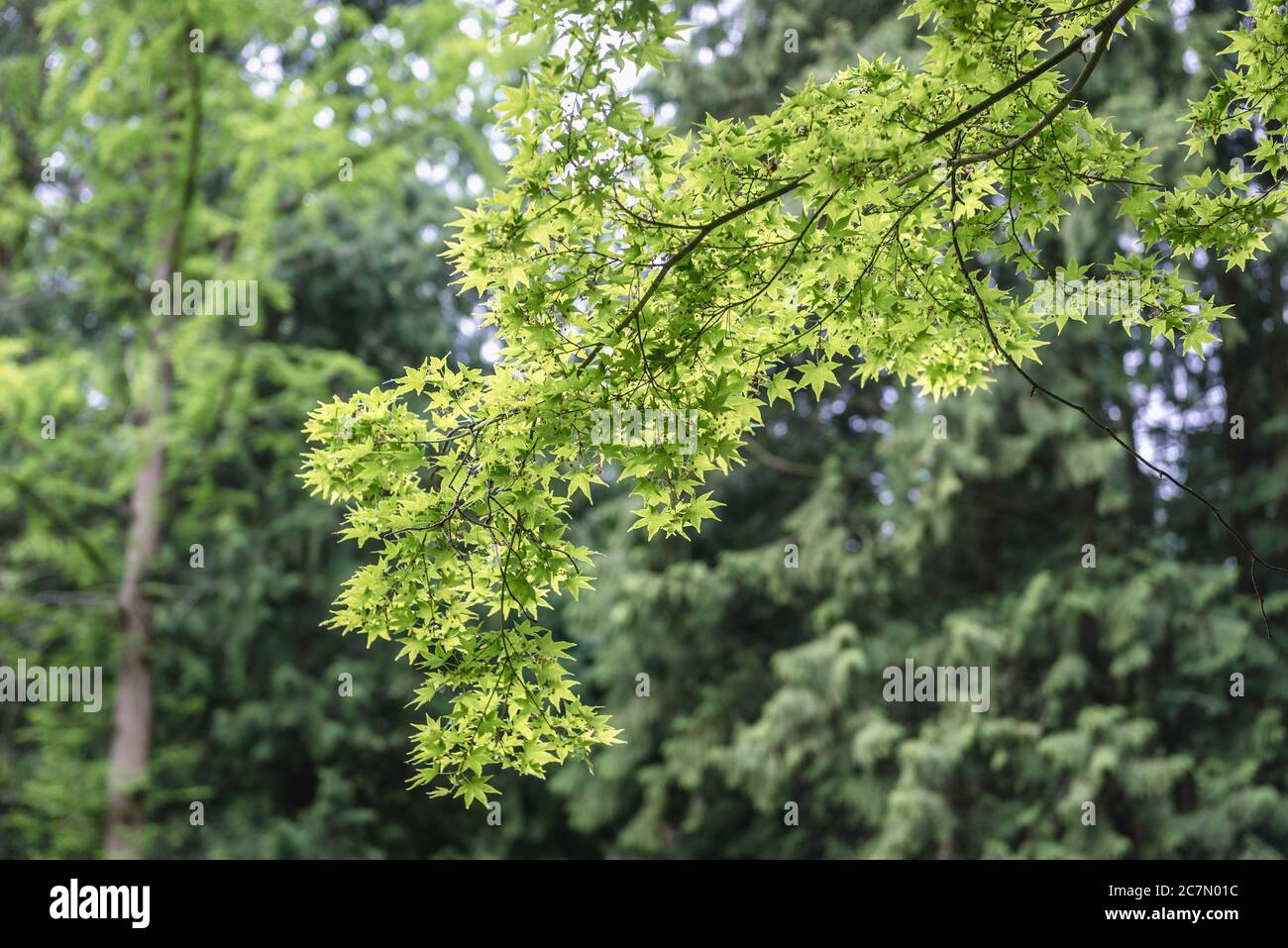 Acer palmatum tree, common name Japanese Maple, Palmate Maple or Smooth ...