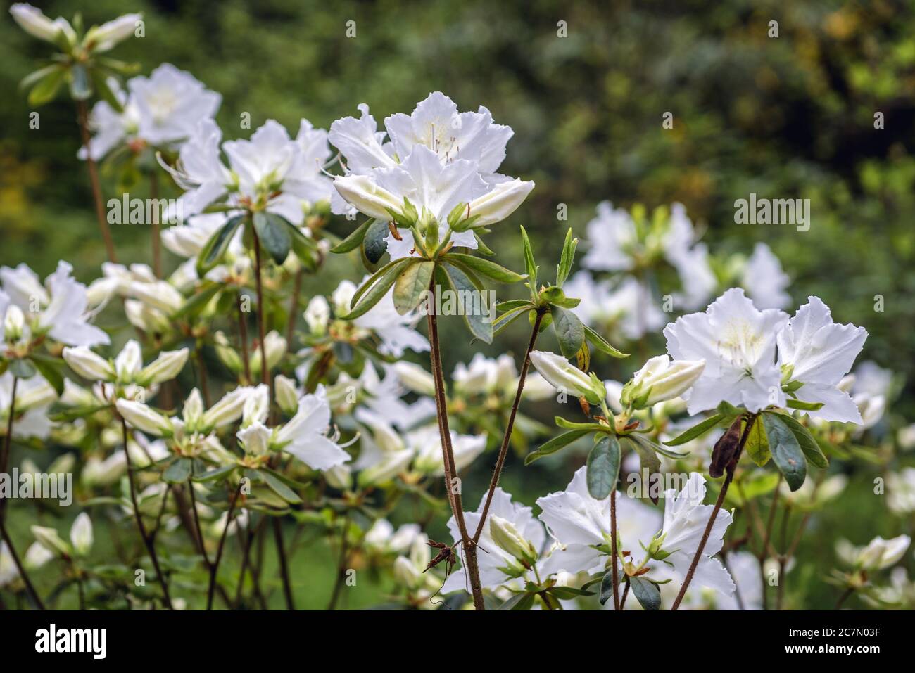 Rhododendron mucronulatum - Korean rhododendron or Korean rosebay ...