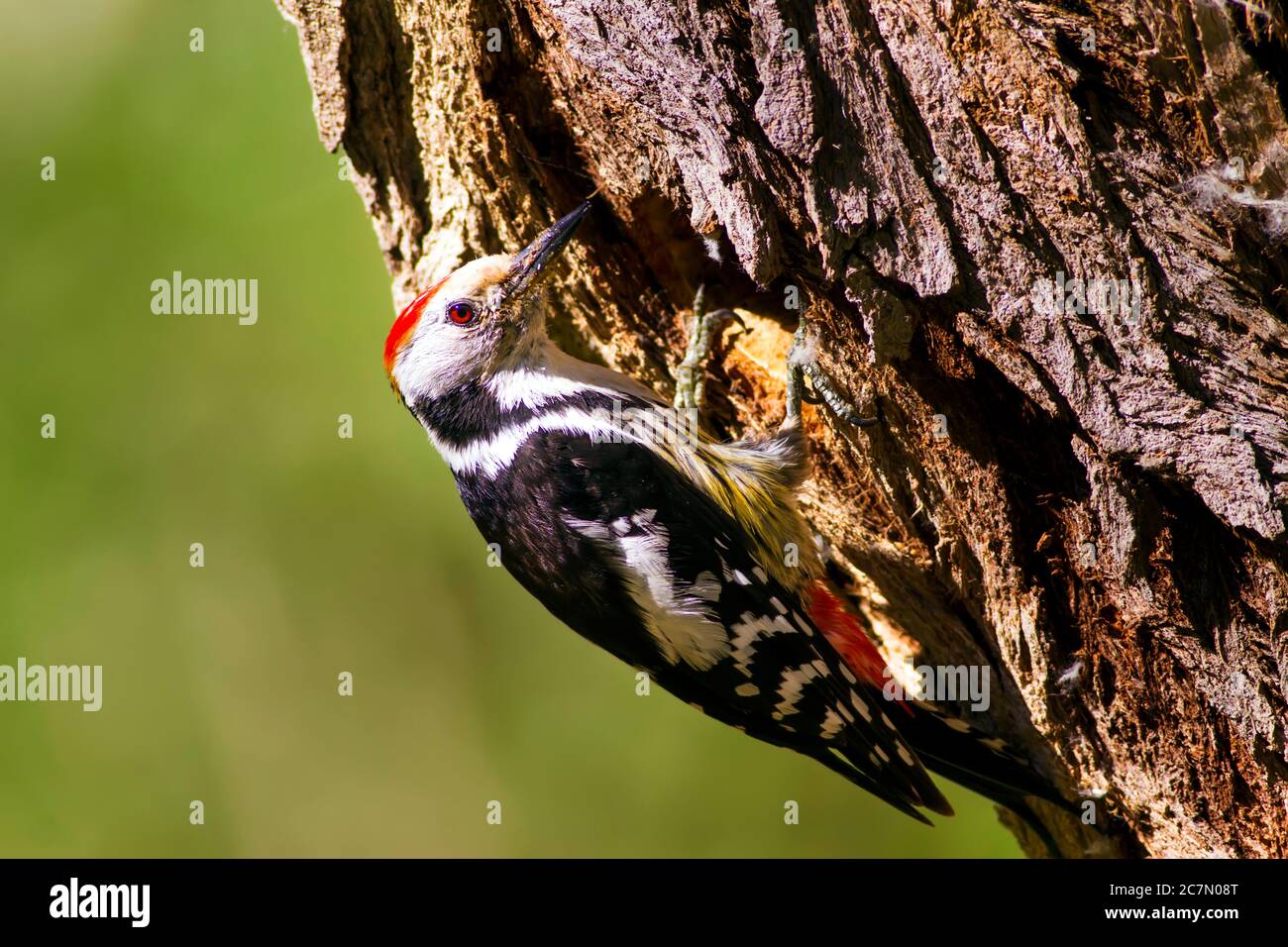 Cute Woodpecker on tree. Green forest background. Bird: Middle Spotted ...