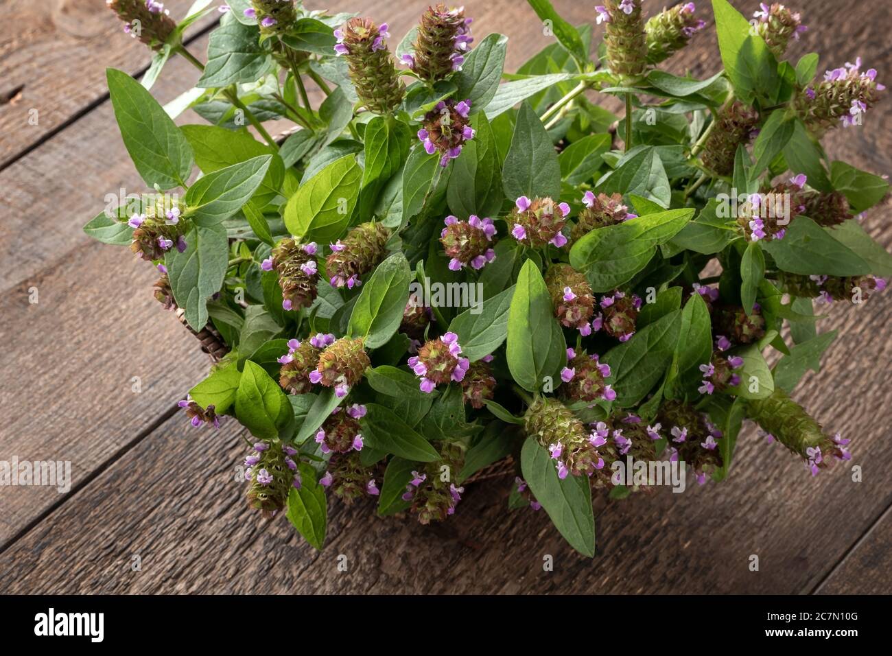 Prunella vulgaris leaf hi-res stock photography and images - Alamy