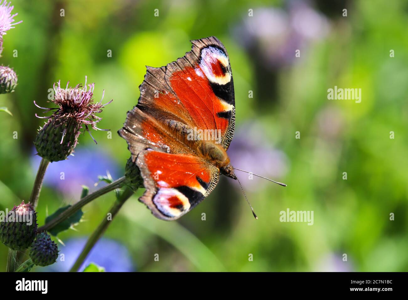 Peacock butterfly aglais io takes nectar from thistle blossom Stock ...