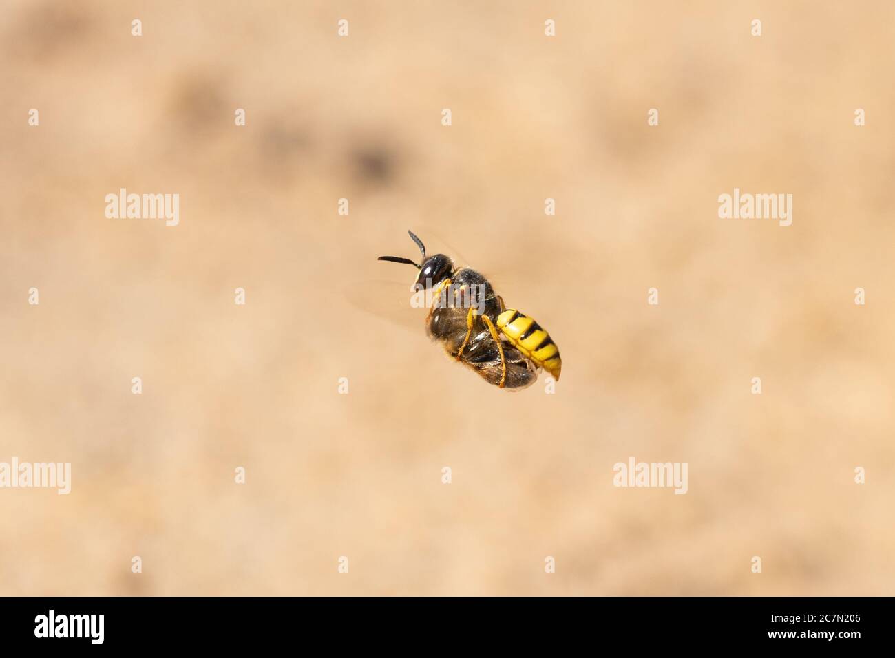 European beewolf (Philanthus triangulum), a bee-killer wasp, in flight ...
