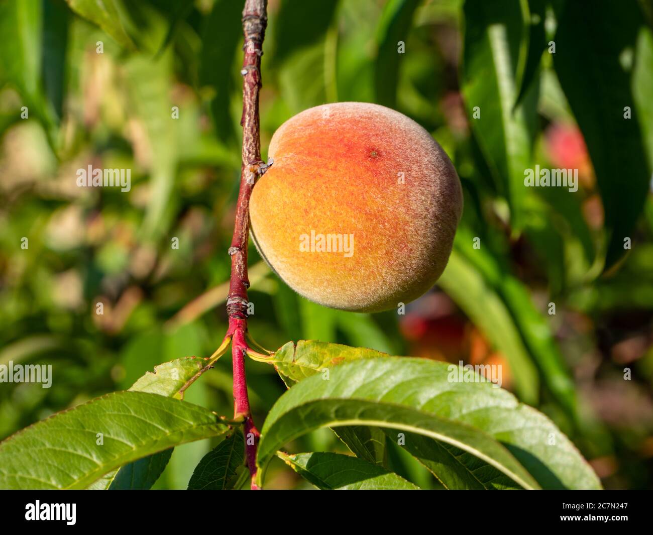 Peach prunus persica fruits on hi-res stock photography and images - Alamy