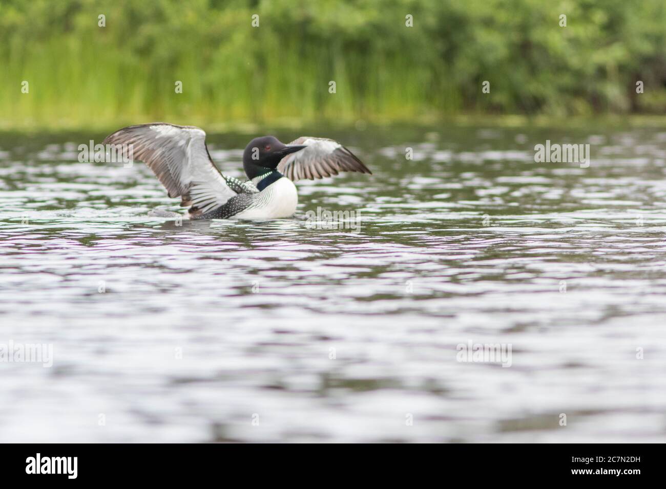 common loon in summer Stock Photo - Alamy