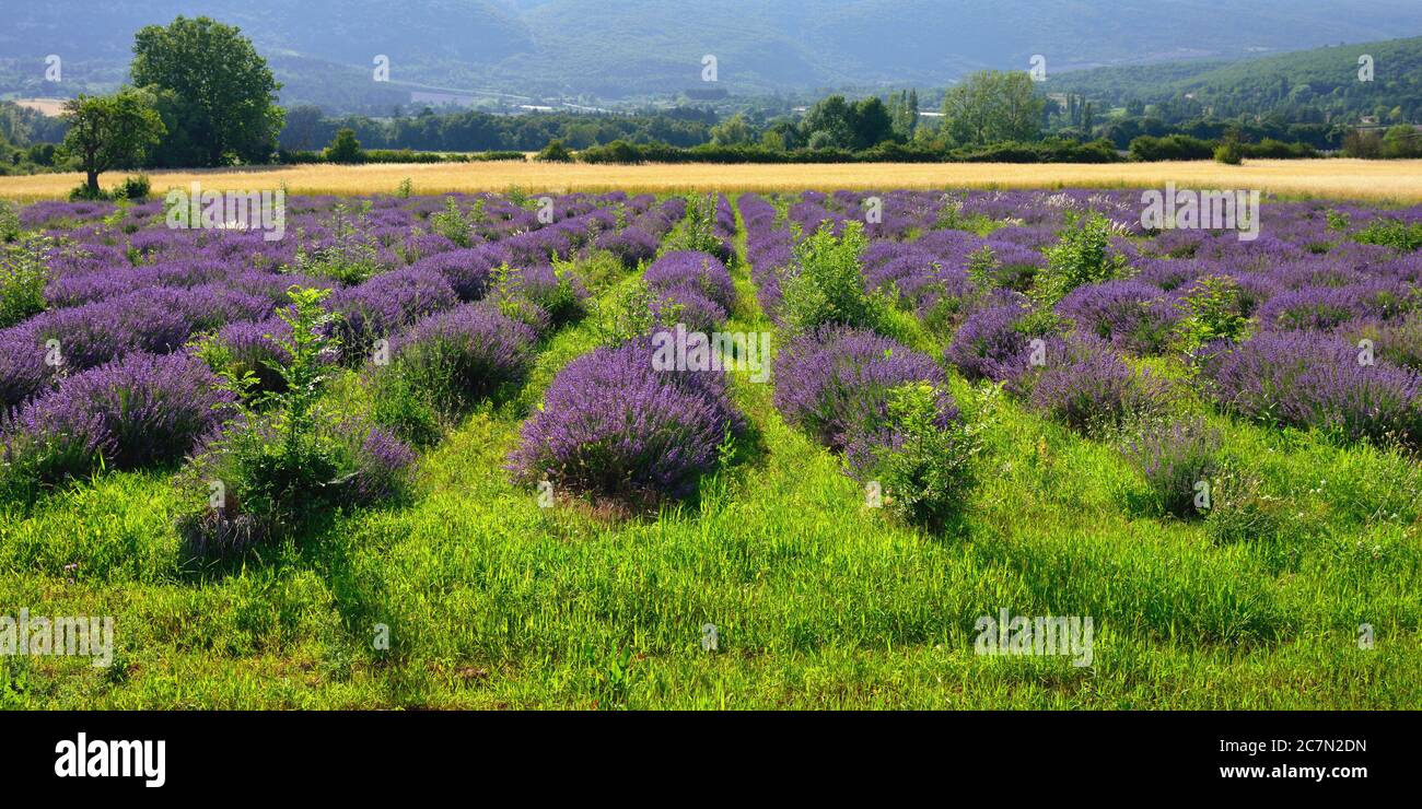 Stunning landscape with lavender field at sunset. Plateau of Sault ...