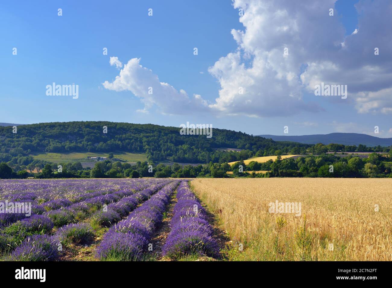 Stunning landscape with wheat and lavender field. Plateau of Sault ...