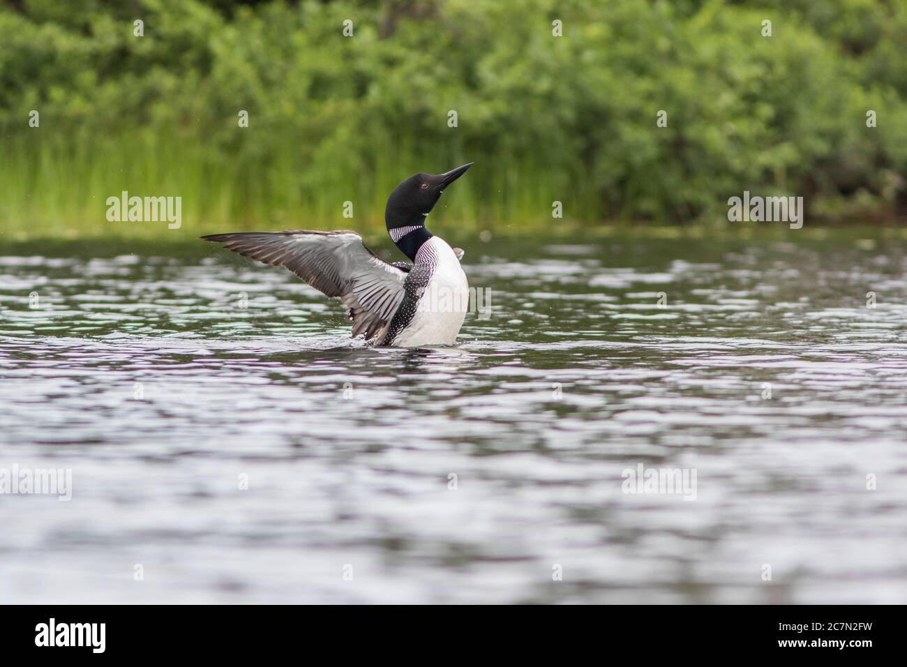 common loon in summer Stock Photo - Alamy