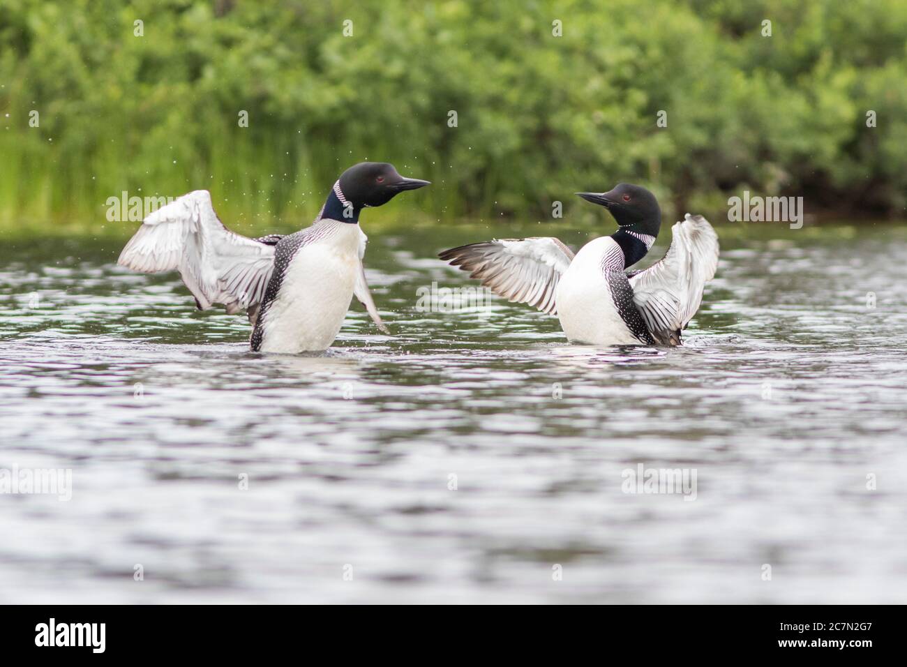 common loon in summer Stock Photo - Alamy