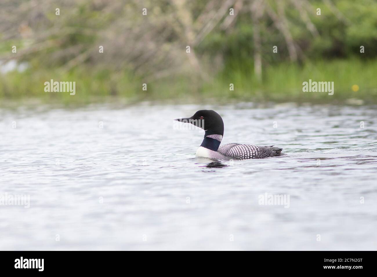 common loon in summer Stock Photo - Alamy
