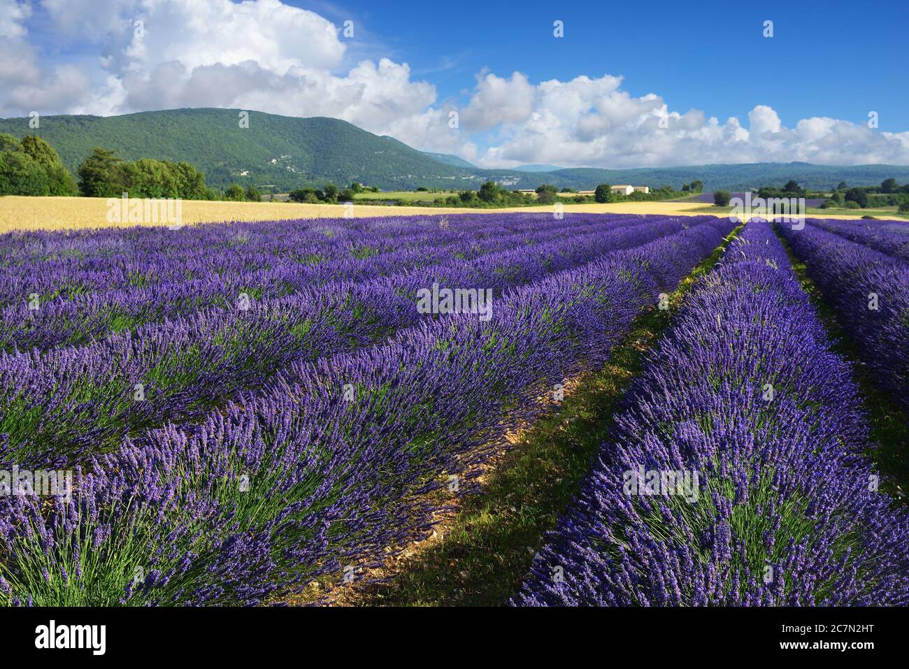 Stunning landscape with lavender field at evening. Plateau of Sault ...