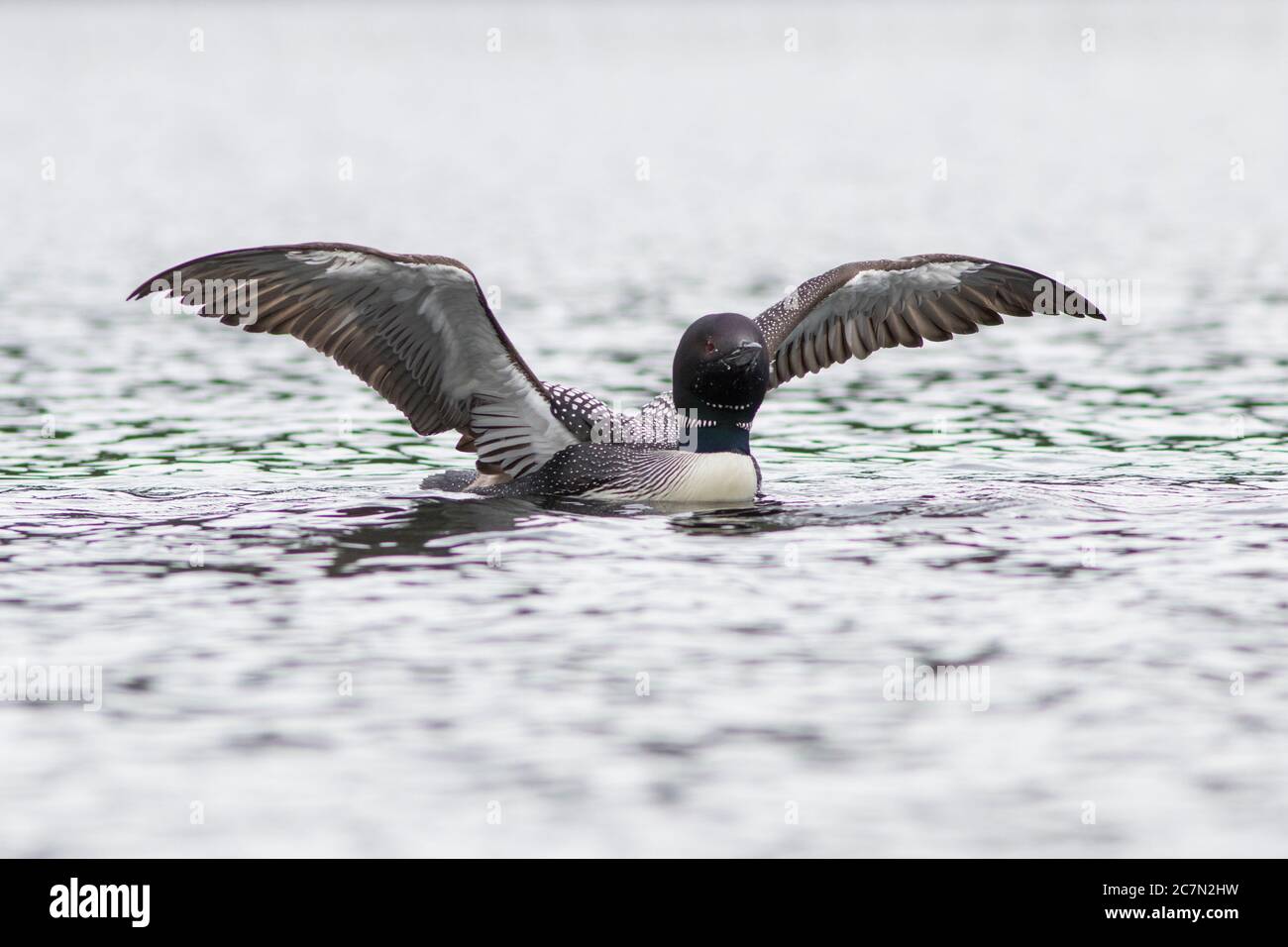 common loon in summer Stock Photo - Alamy