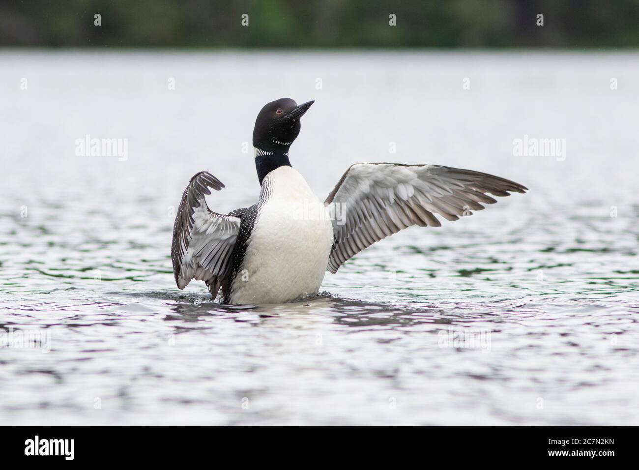 common loon in summer Stock Photo - Alamy