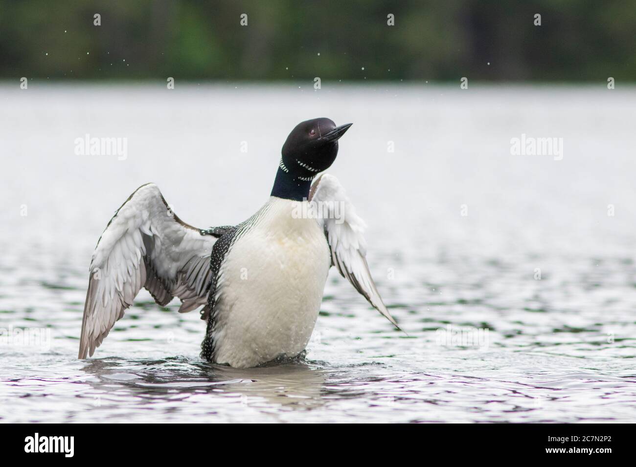 common loon in summer Stock Photo - Alamy