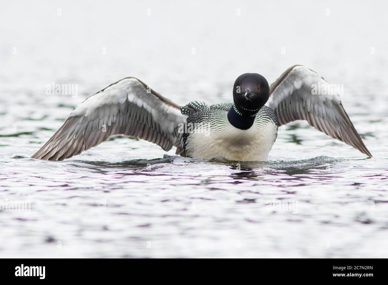 common loon in summer Stock Photo - Alamy