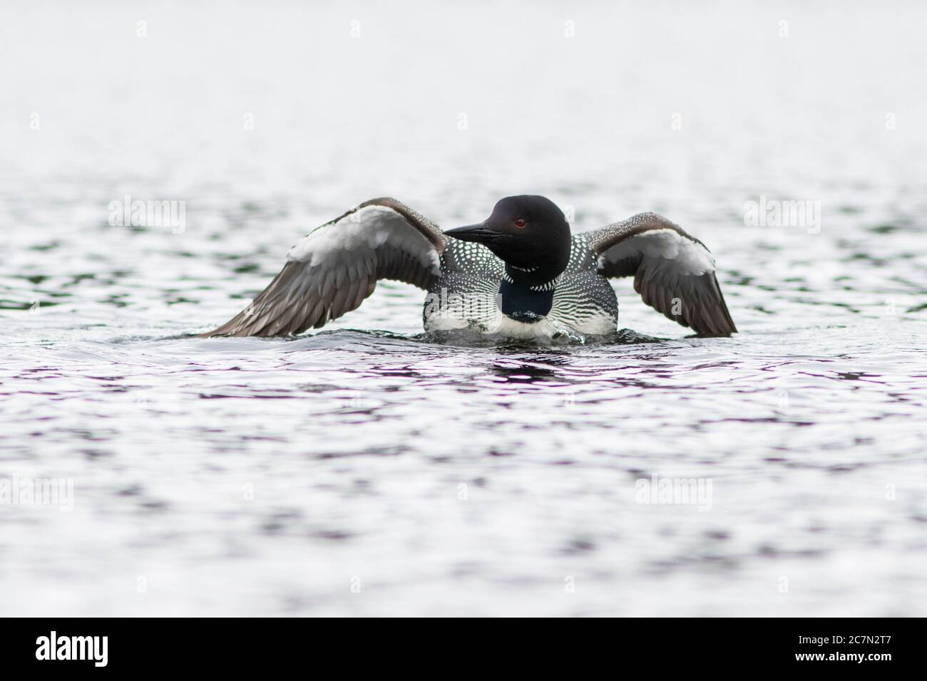 common loon in summer Stock Photo - Alamy