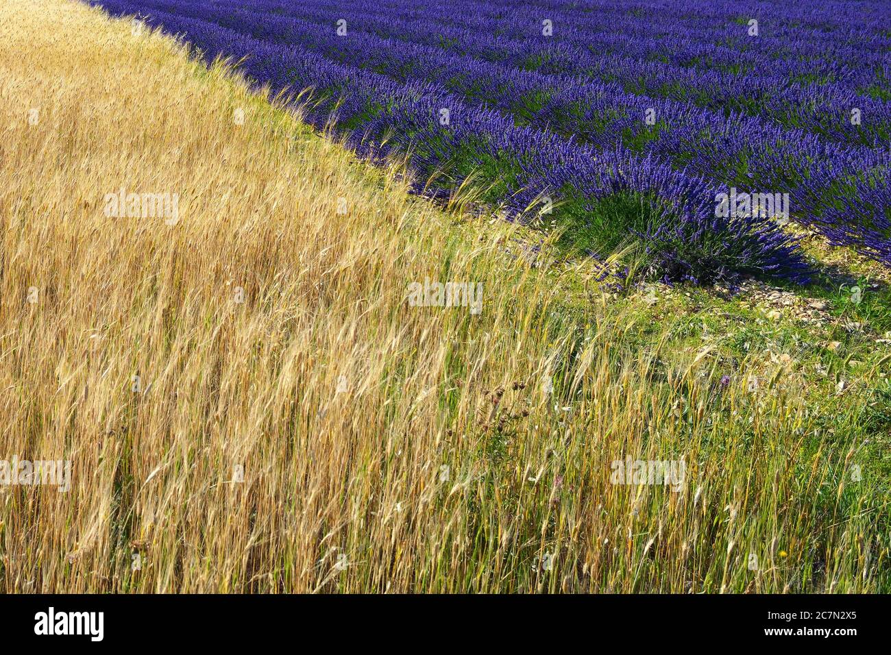 Wheat and lavender field. Plateau of Sault, Provence, France Stock ...
