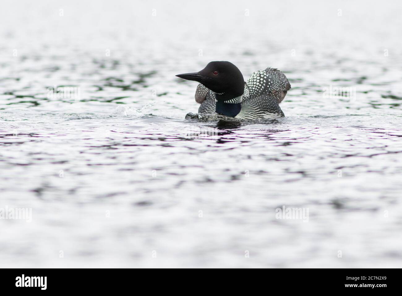 common loon in summer Stock Photo - Alamy