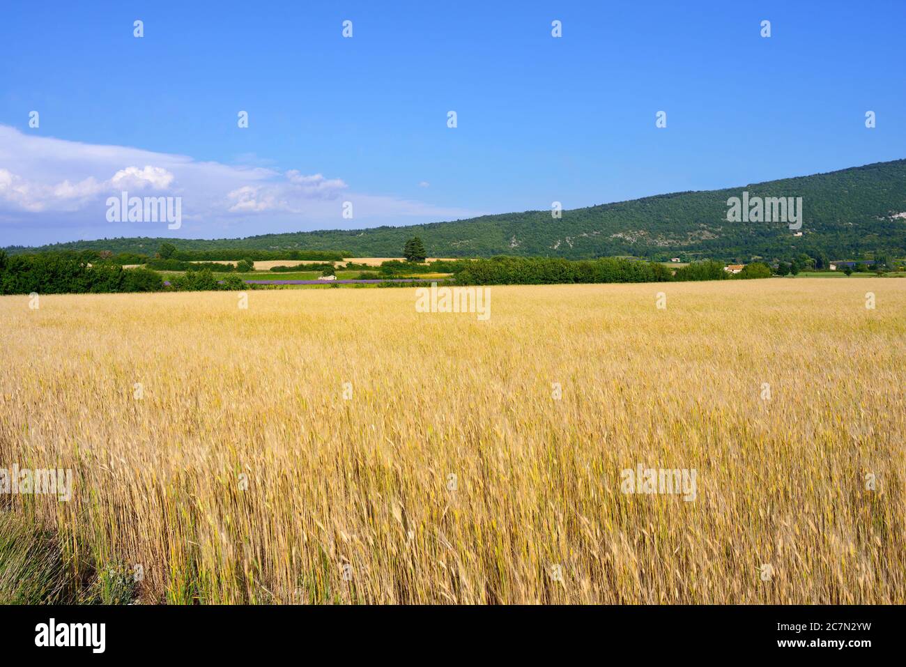 Stunning landscape with wheat field. Plateau of Sault, Provence, France ...