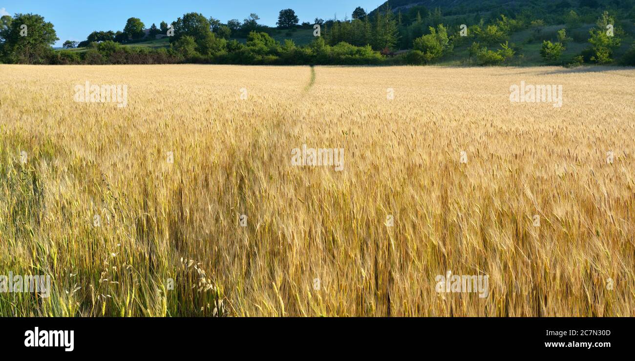 Stunning landscape with wheat field at evening light. Plateau of Sault ...