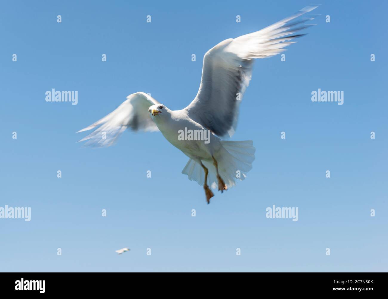A seagull flying a above a ship with winds spread wide on a sunny day ...