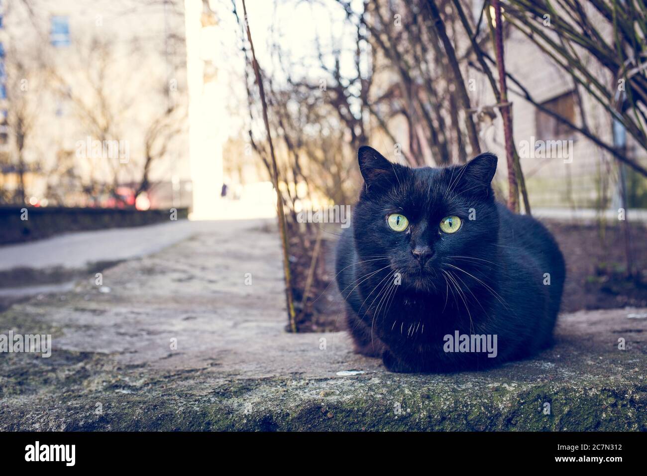 Black cat building hi-res stock photography and images - Alamy