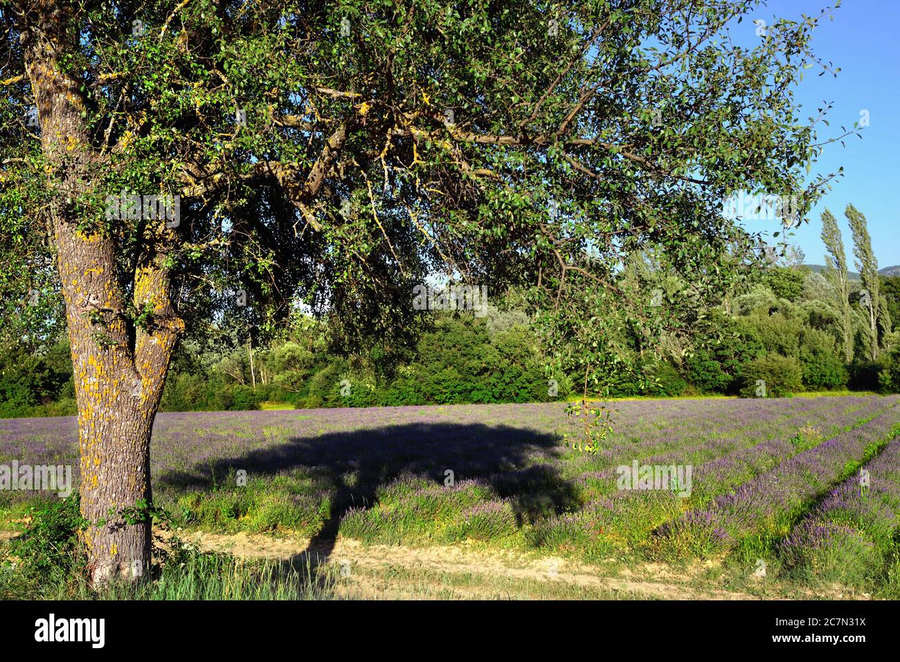 Stunning landscape with big tree and lavender field at evening. Plateau ...