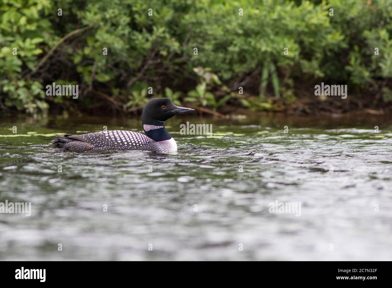 common loon in summer Stock Photo - Alamy
