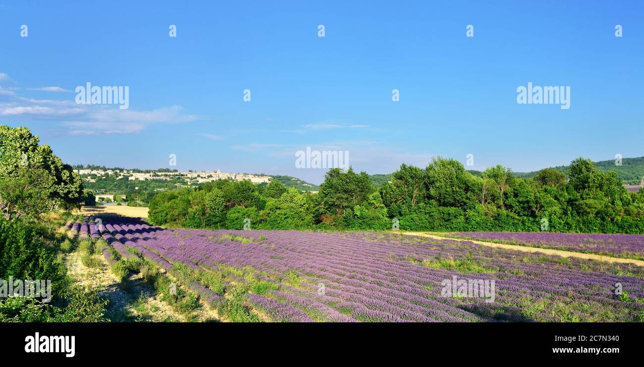 Stunning landscape with lavender field under warm evening light ...