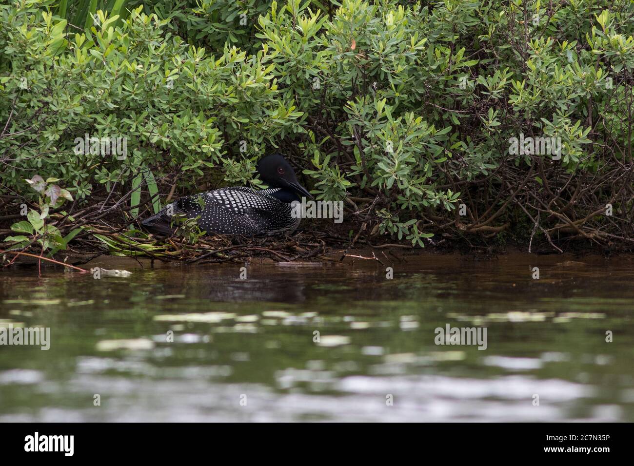 common loon nesting in Quebec, Canada Stock Photo - Alamy