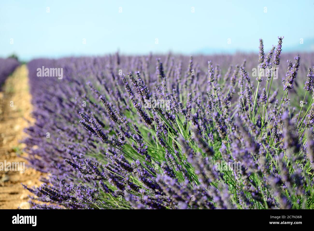 Lavender flowers. Bunch of scented flowers in the lavanda fields of the ...