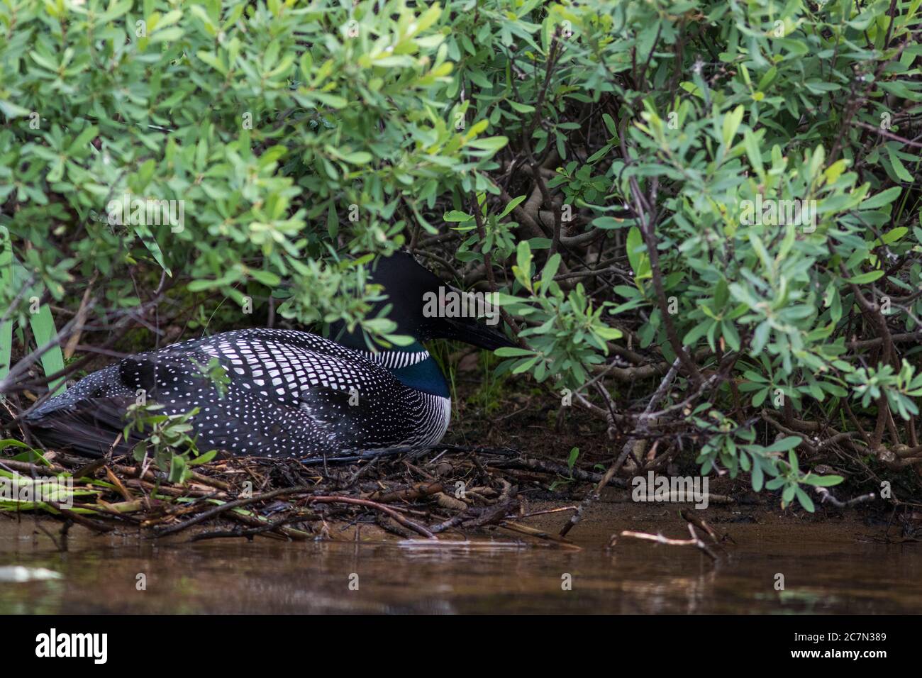 common loon nesting in Quebec, Canada Stock Photo - Alamy