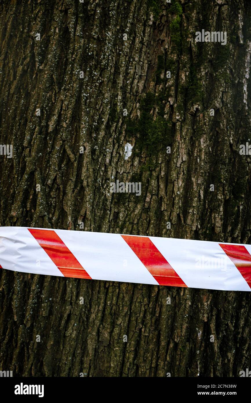 Branches around pine trees hi-res stock photography and images - Alamy