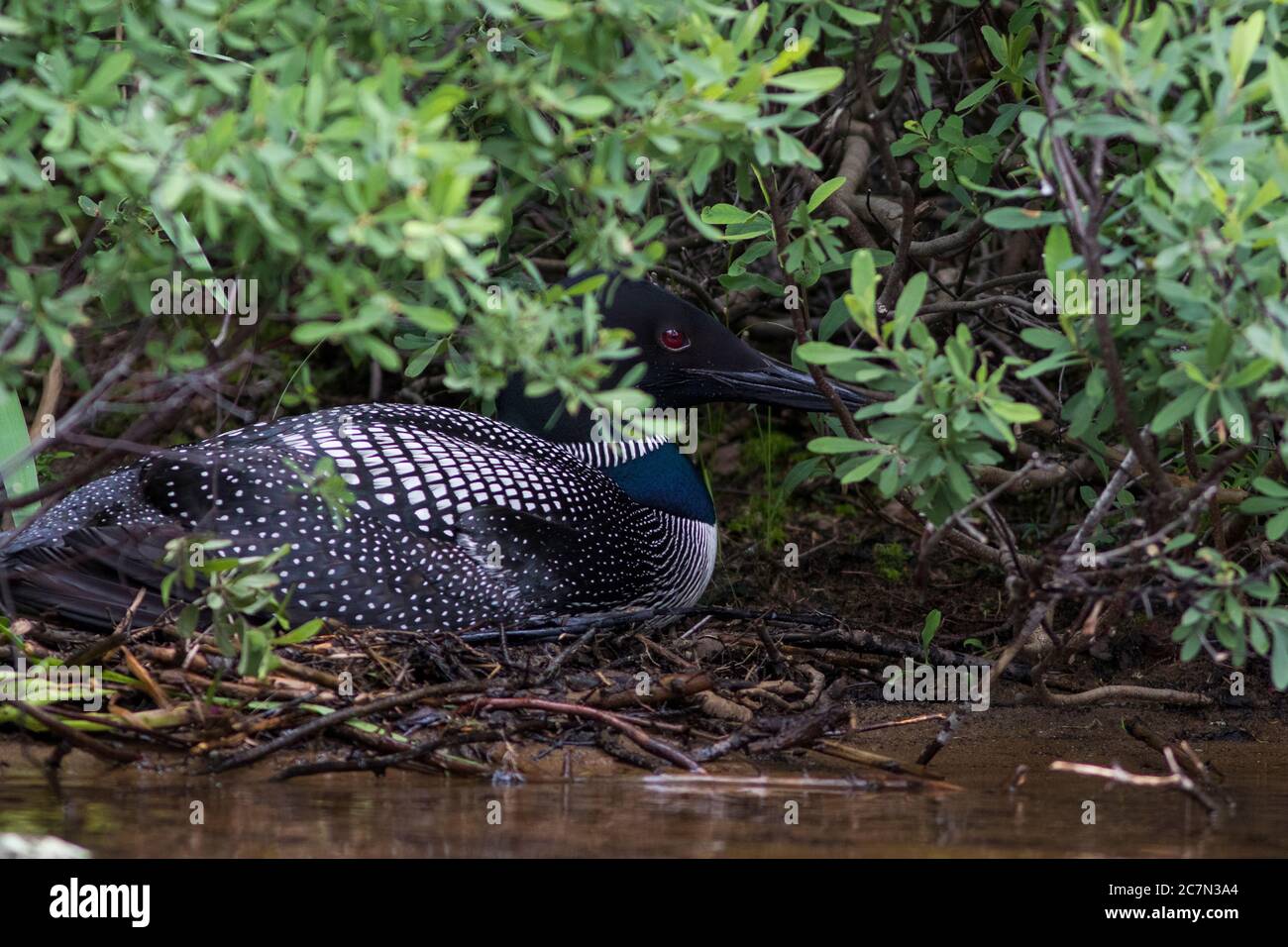 common loon nesting in Quebec, Canada Stock Photo - Alamy