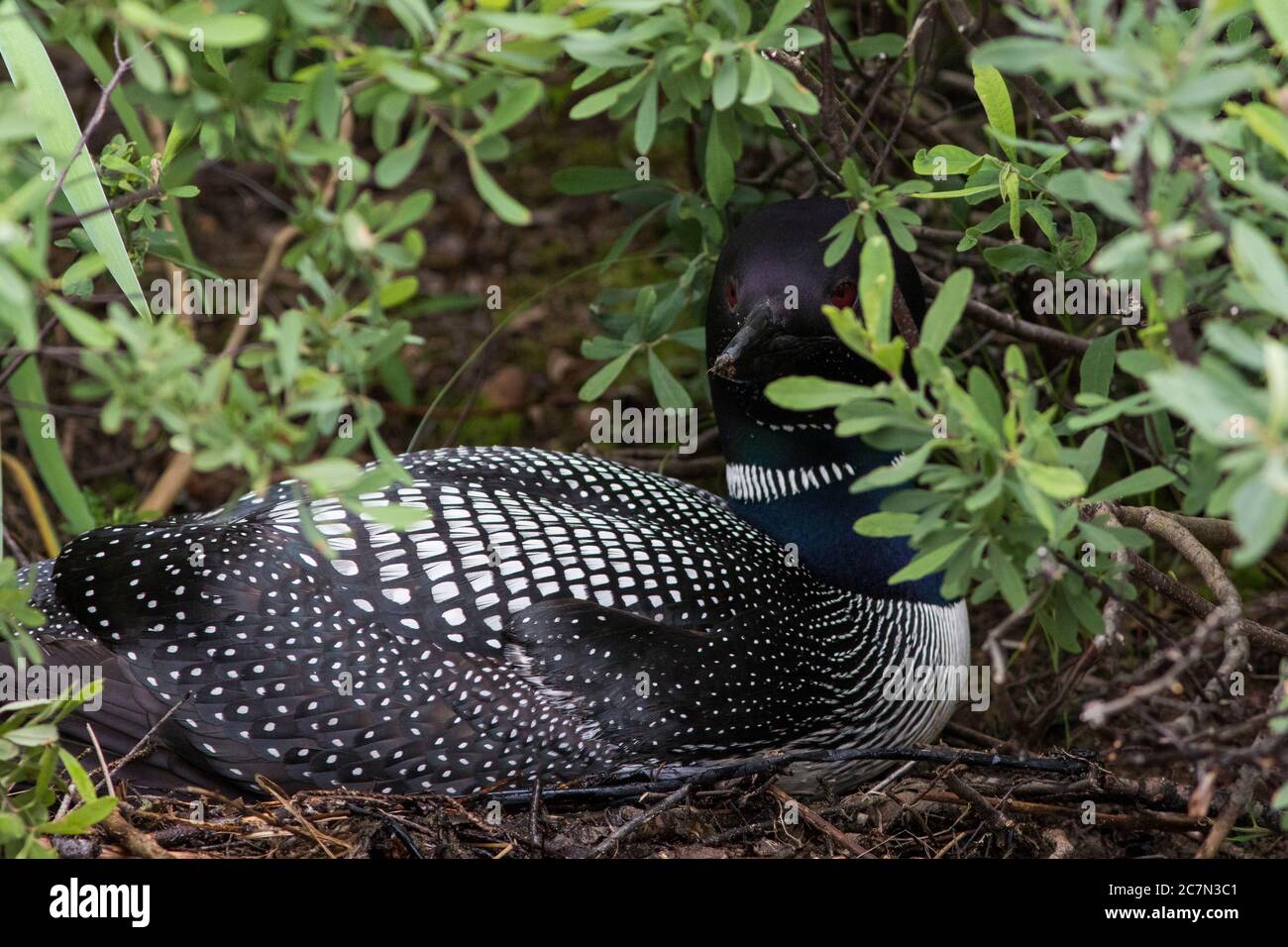 common loon nesting in Quebec, Canada Stock Photo - Alamy