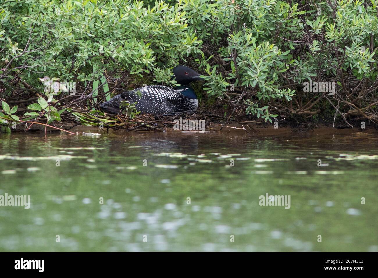 common loon nesting in Quebec, Canada Stock Photo - Alamy