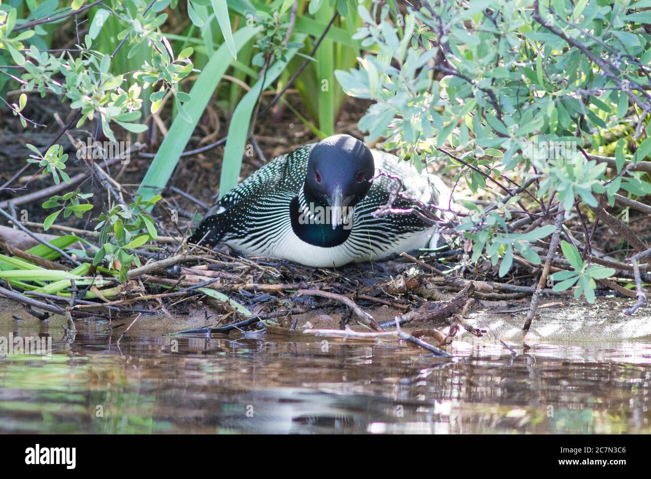 common loon nesting in Quebec, Canada Stock Photo - Alamy