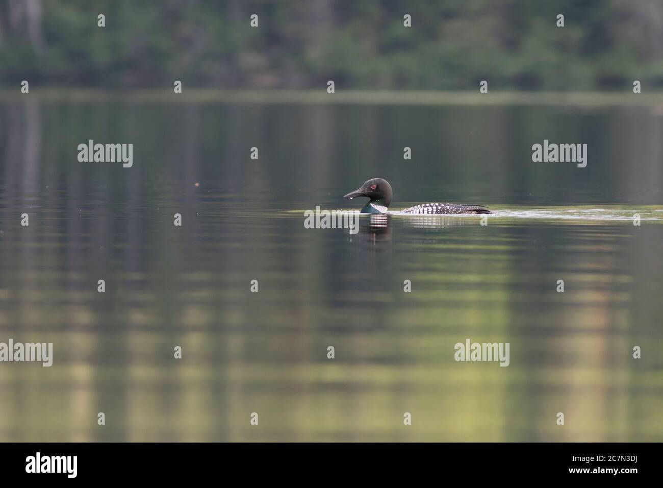 common loon in summer Stock Photo - Alamy