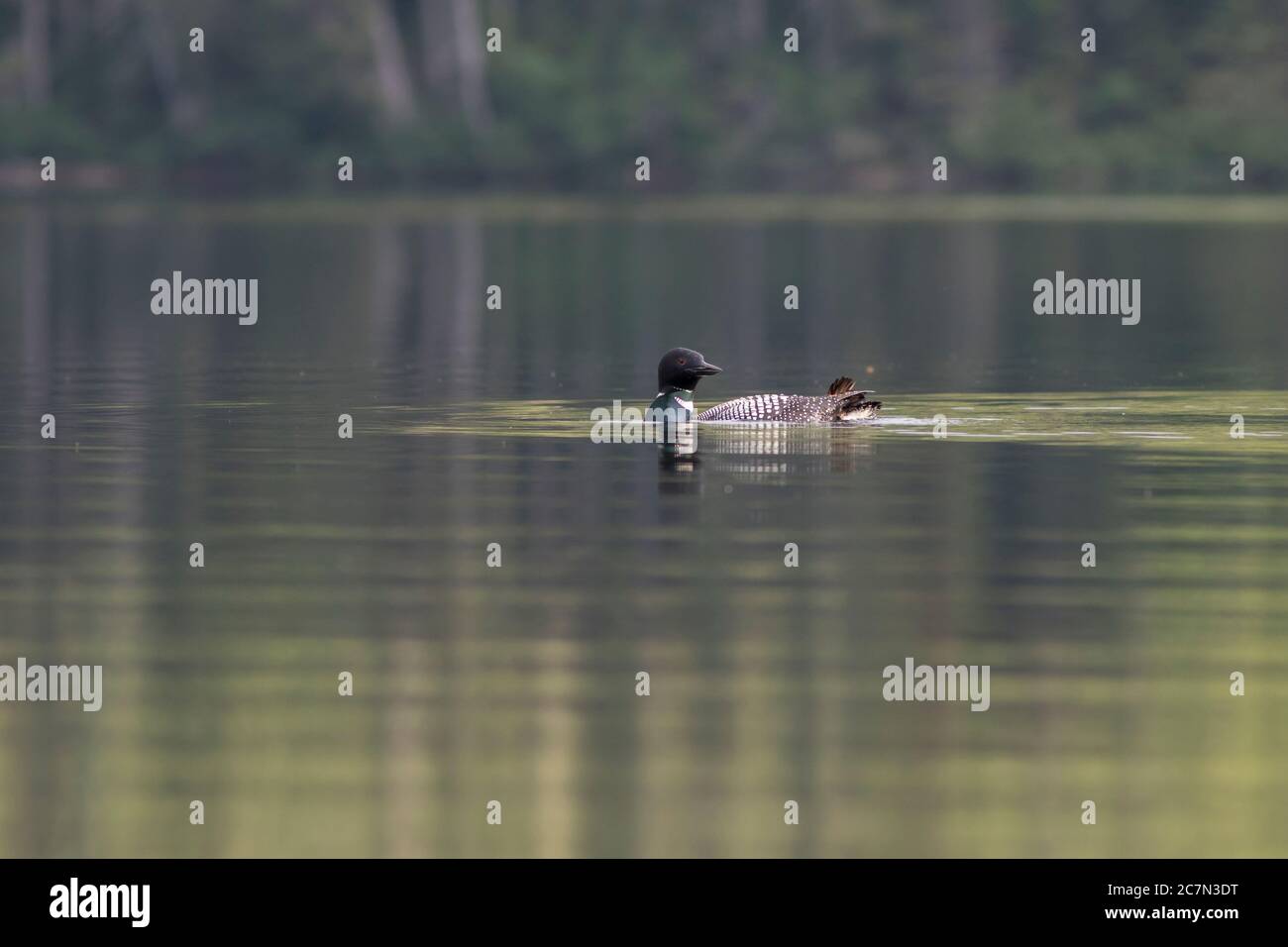 common loon in summer Stock Photo - Alamy