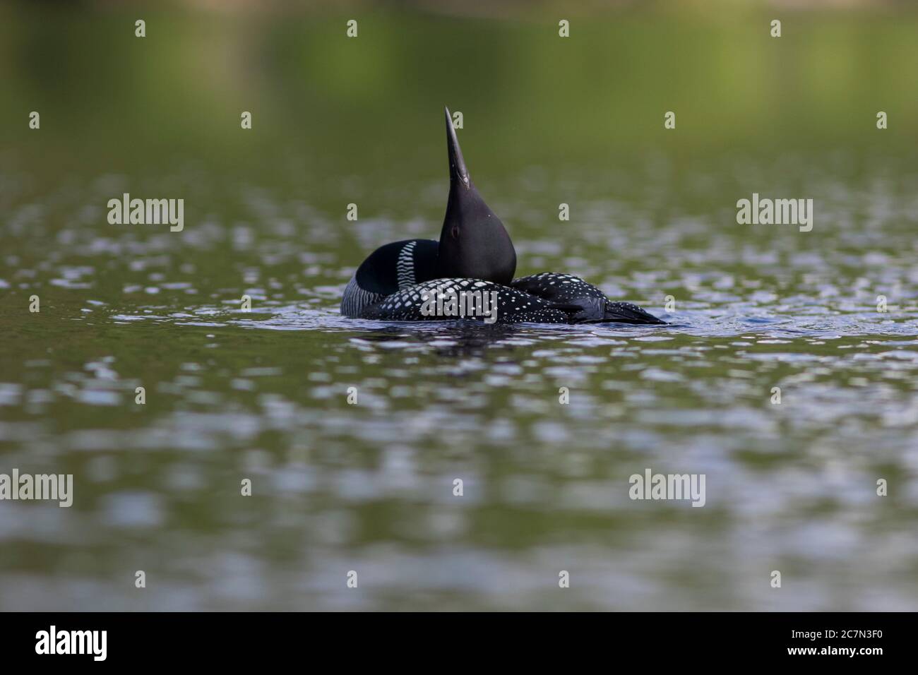 common loon in summer Stock Photo - Alamy