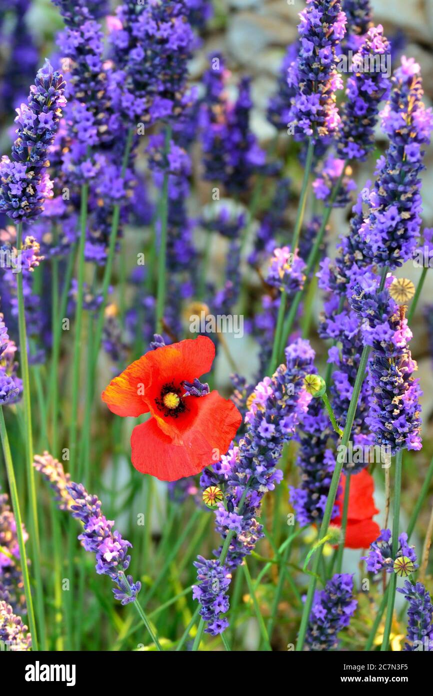 Poppy flower between lavender. Bunch of scented flowers in the lavender ...