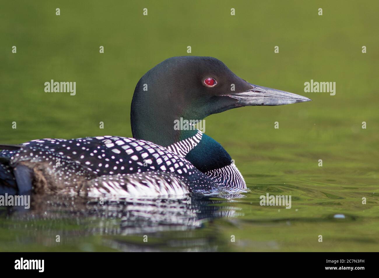 common loon in summer Stock Photo - Alamy