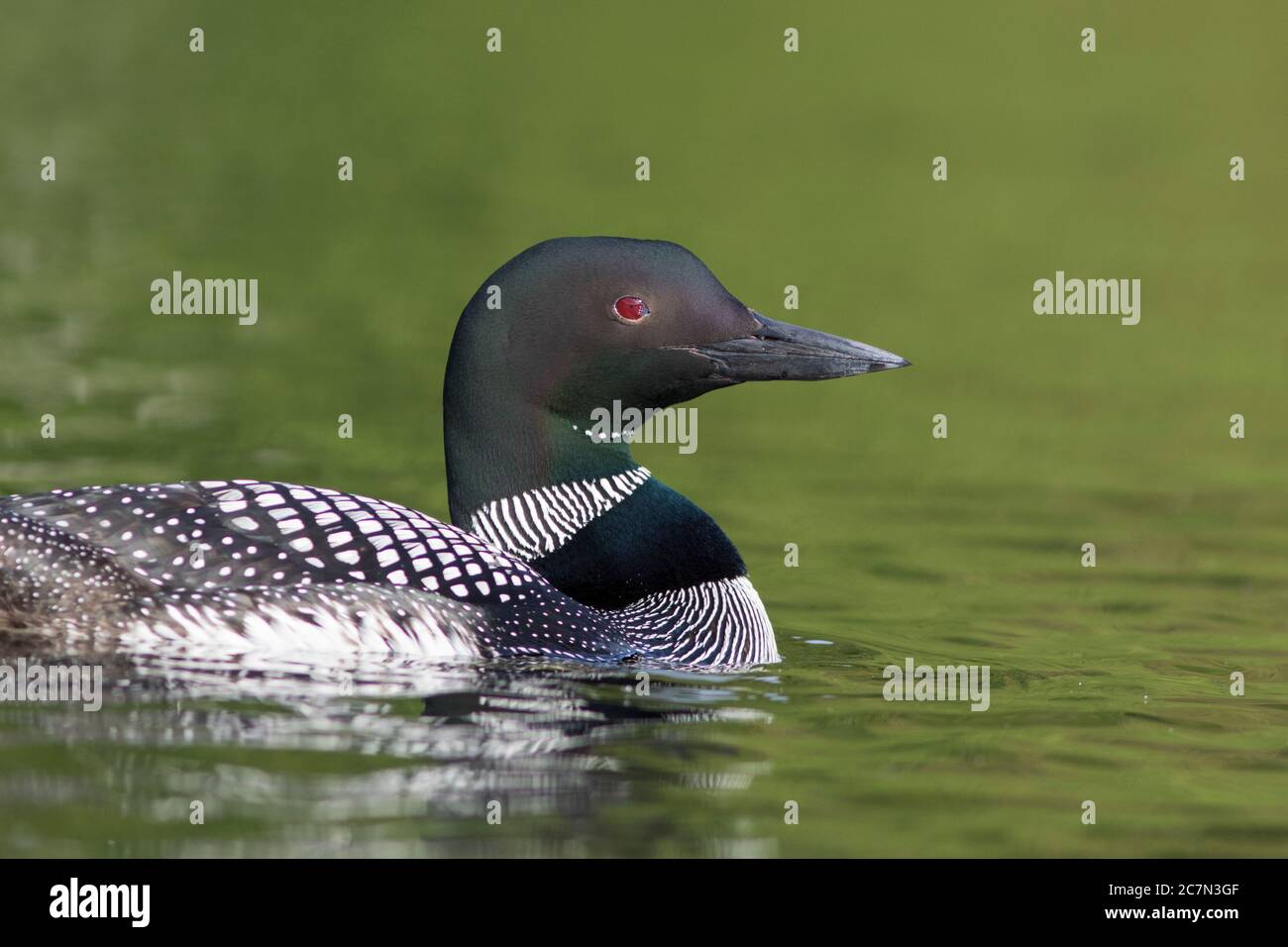 Common loon swimming in blue water hi-res stock photography and images ...