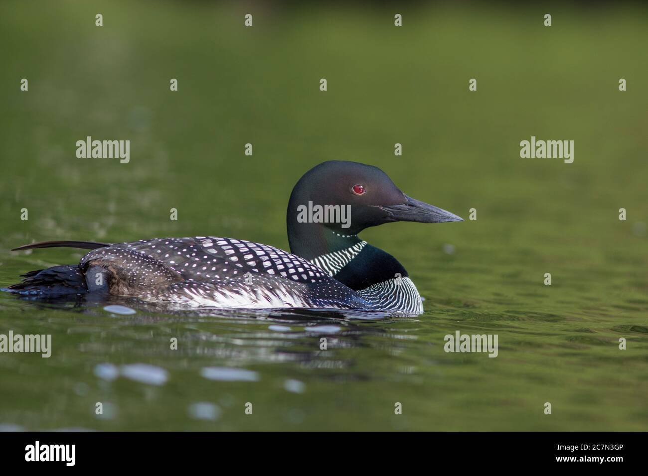 common loon in summer Stock Photo - Alamy