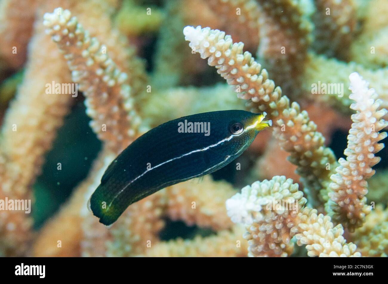 Tubelip Wrasse, Labrichthys unilineatus, amongst Staghorn coral ...