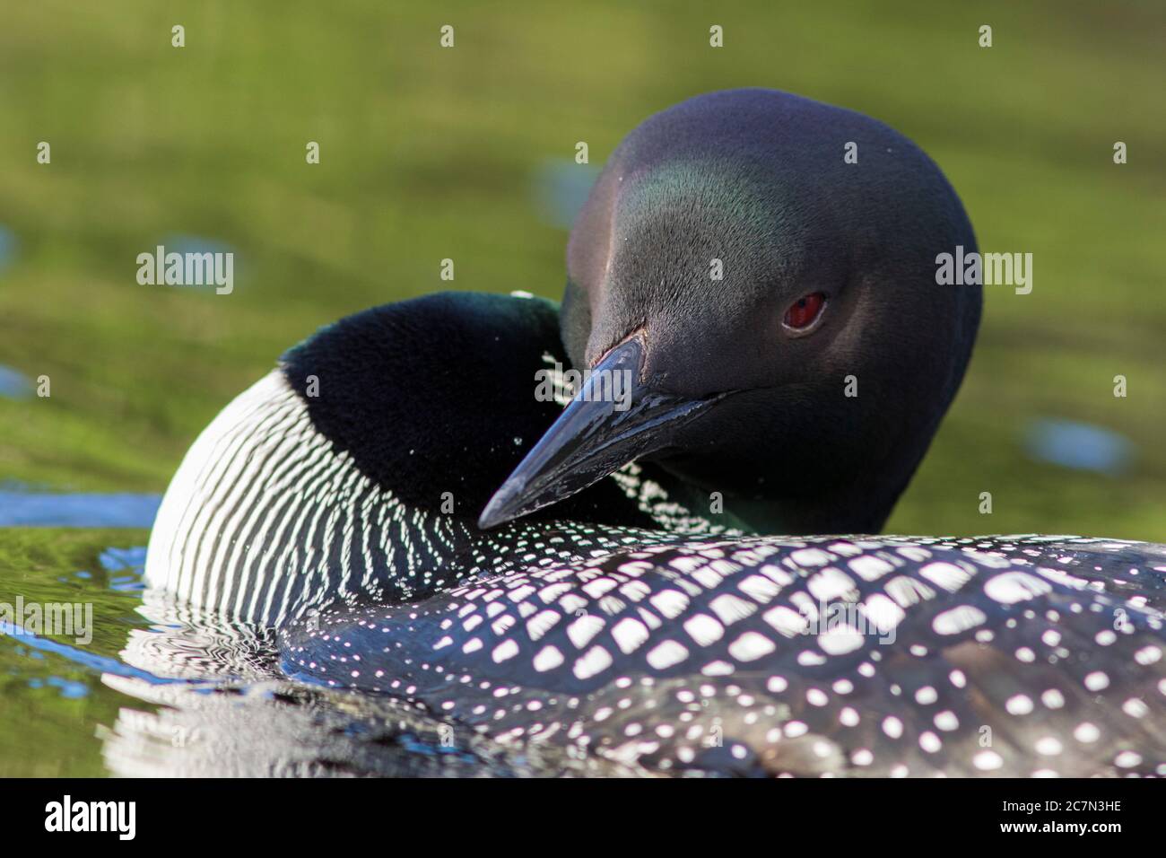 common loon in summer Stock Photo - Alamy