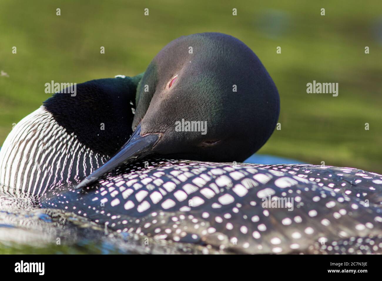 common loon in summer Stock Photo - Alamy