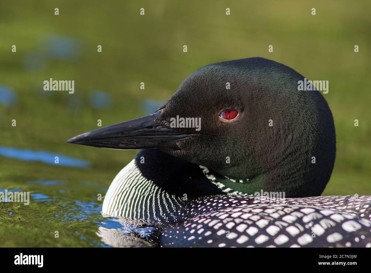 Common loon bird spread wings hi-res stock photography and images - Alamy