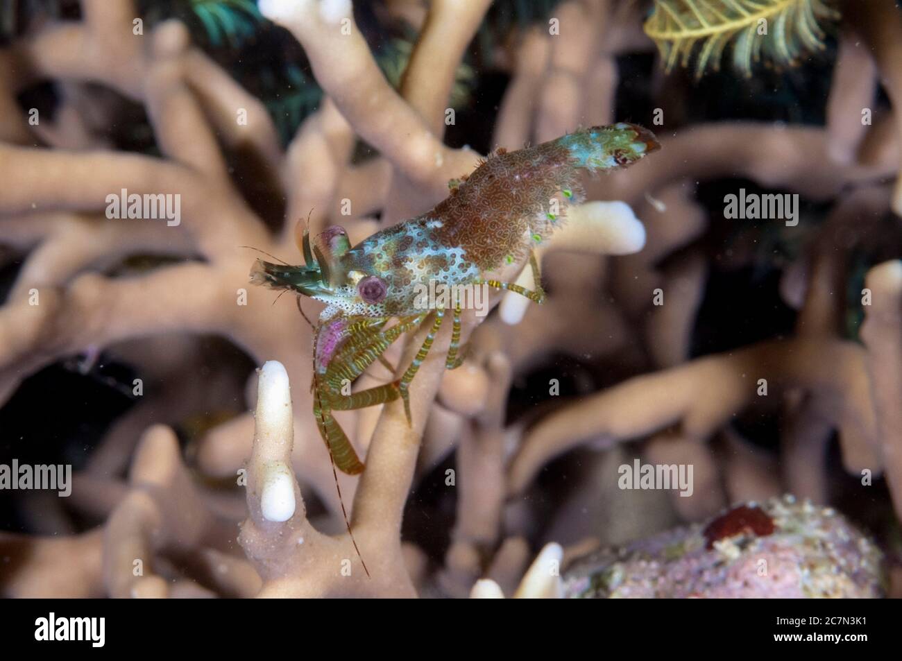 Coral Marbled Shrimp, Saron neglectus, night dive, Village Reef dive ...