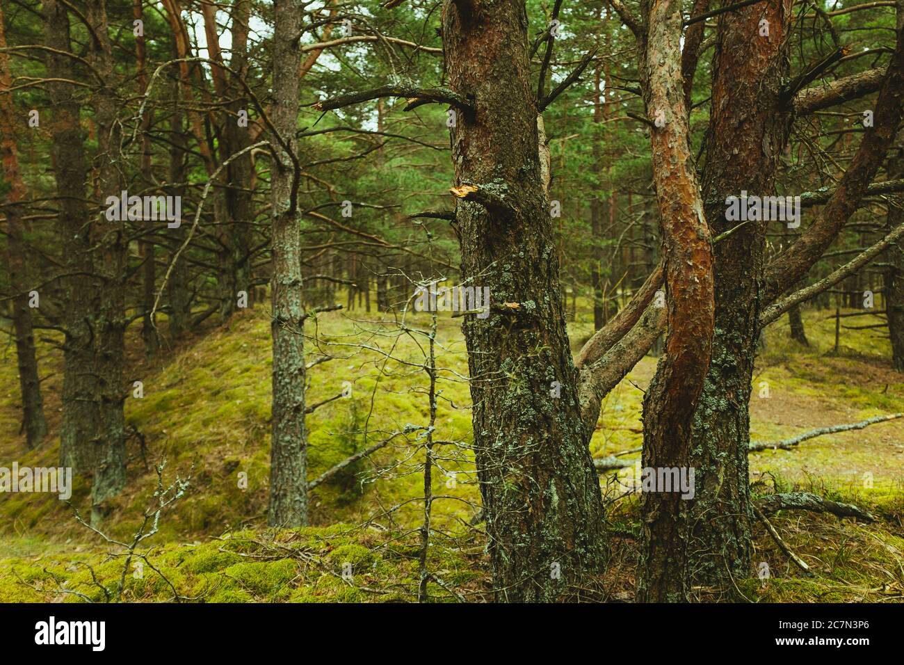 Variety of trees growing in the forest during daytime Stock Photo - Alamy
